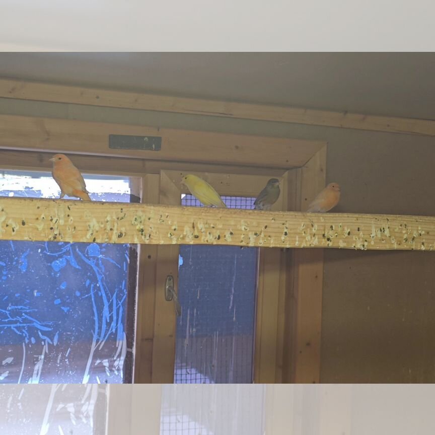 Канарека самка готовая