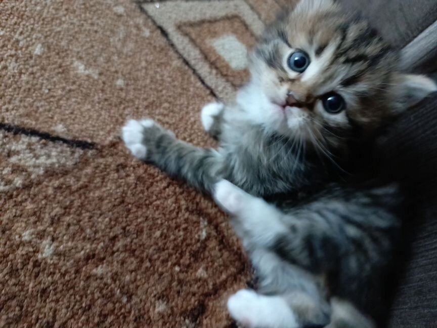 Котята