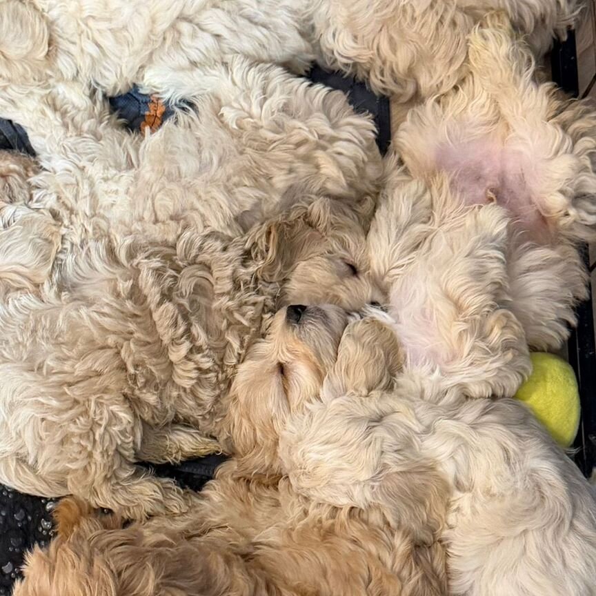 Мальтипу, щенок