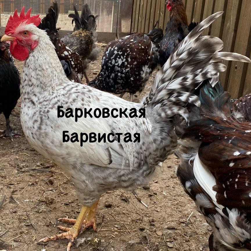 Домашняя птица куры