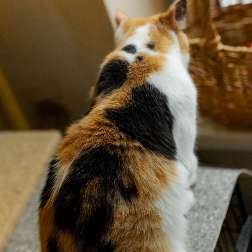 Взрослая кошка в добрые руки