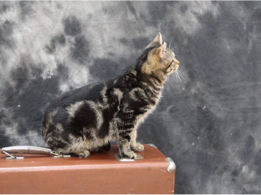 Мраморный мальчик подросток