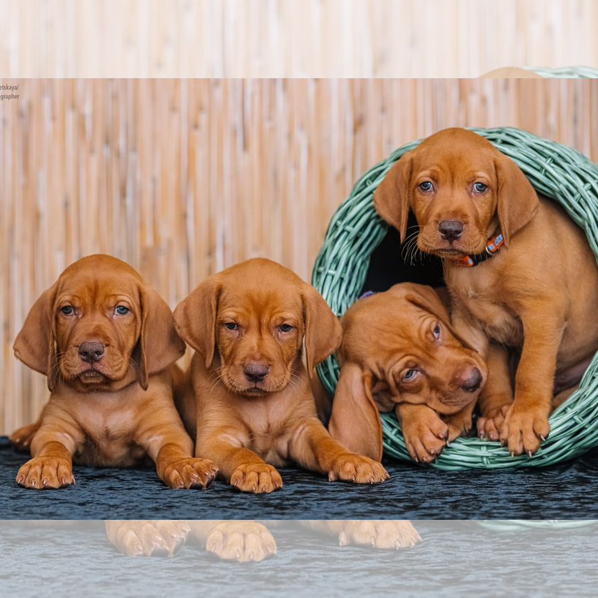 Венгерская выжла, щенок