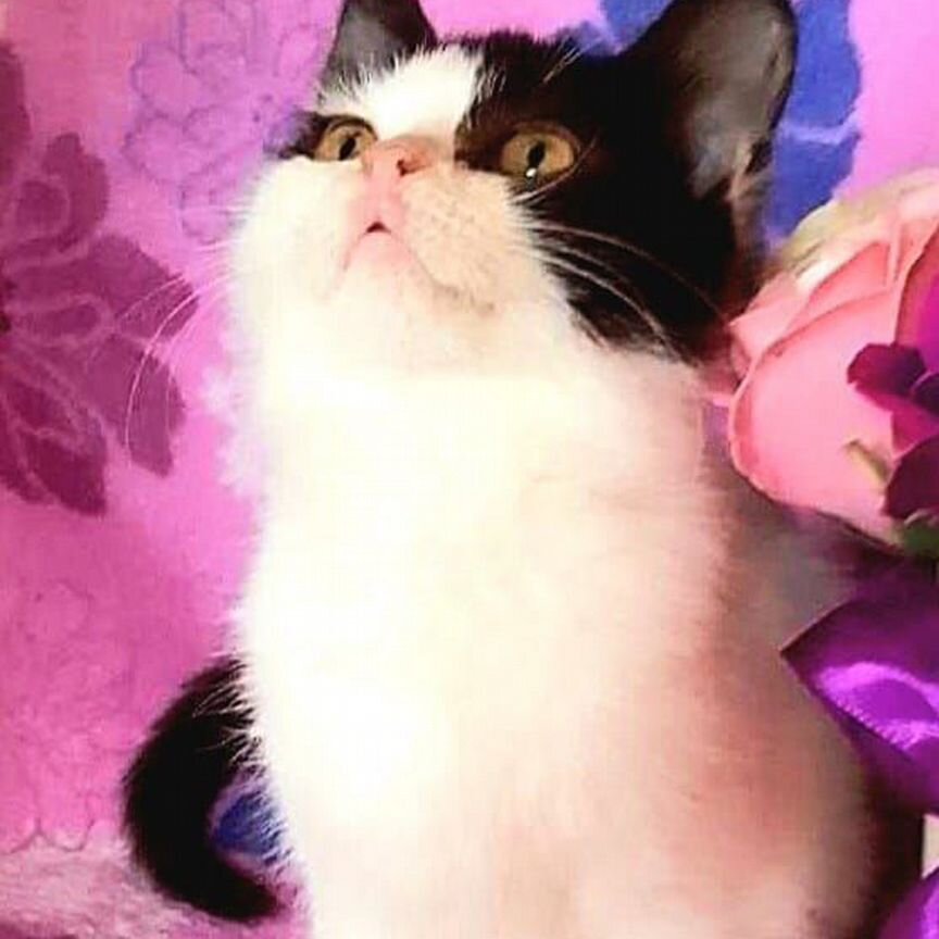 Котенок Оскар в дар