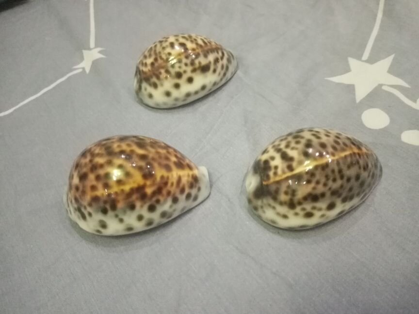 Морские ракушки