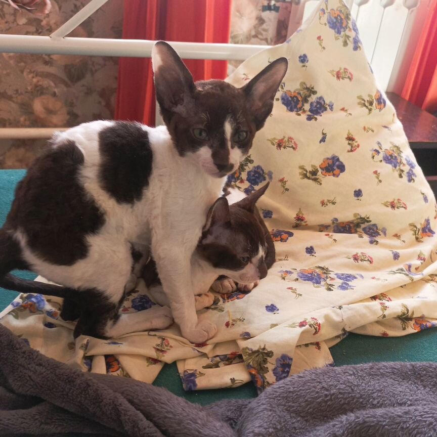Котята мальчики корниш Рекс родились 14 января