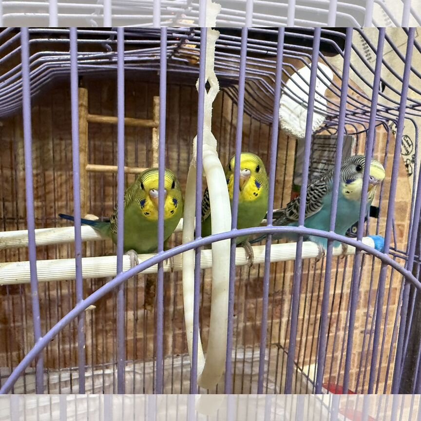 Волнистый попугай