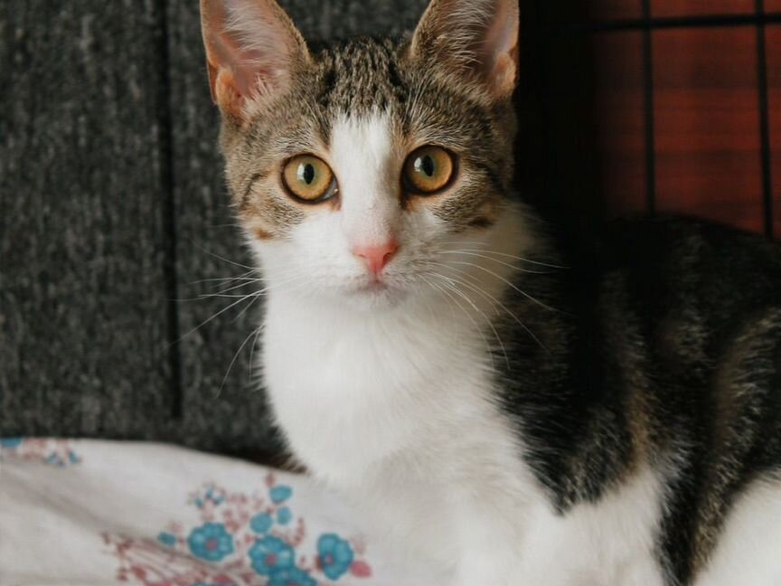 Котенок Тук (девочка, 7 месяцев) ищет дом