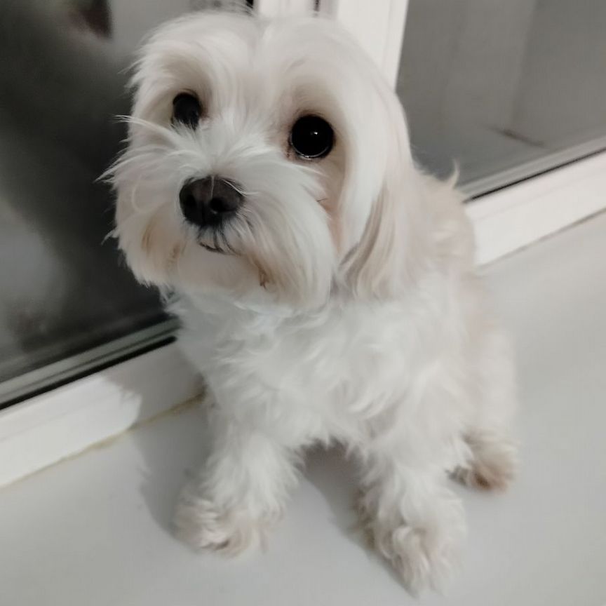 Мальтийская болонка, взрослая собака