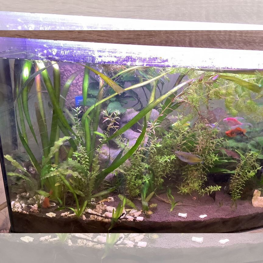 Валлиснерия гигантская