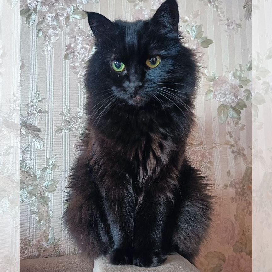 Кошка сибирская