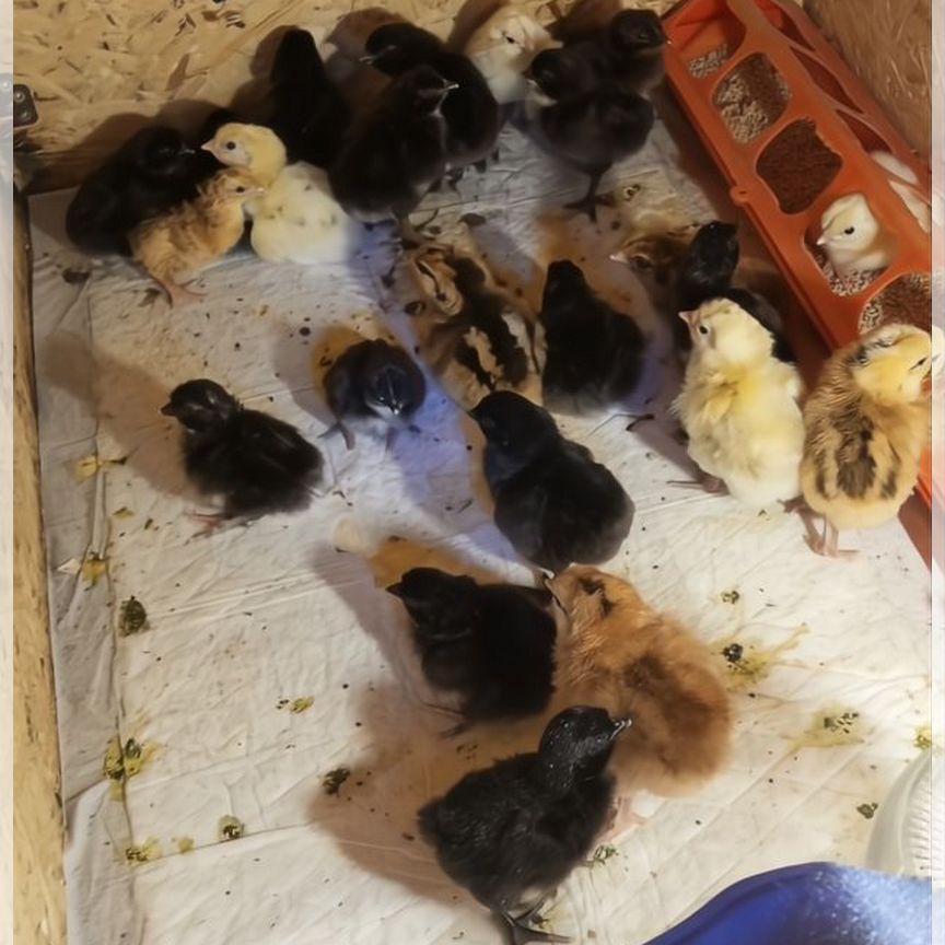 Цыплята микс