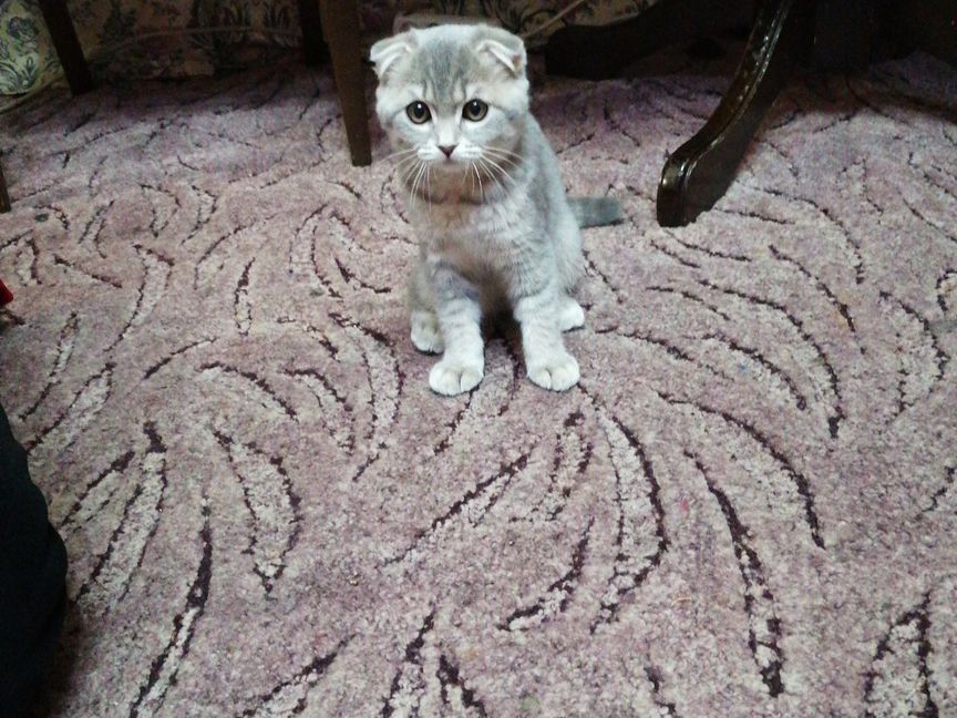 Котенок в добрые руки бесплатно девочка