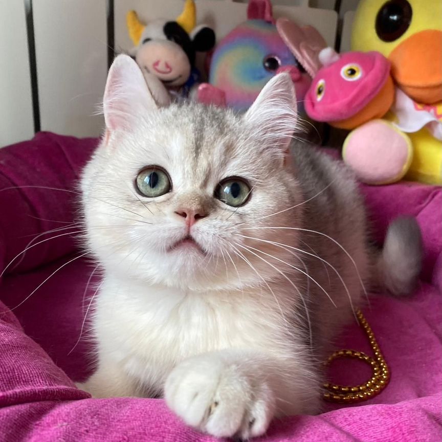 Серебристая шиншилла кот Микки Маус