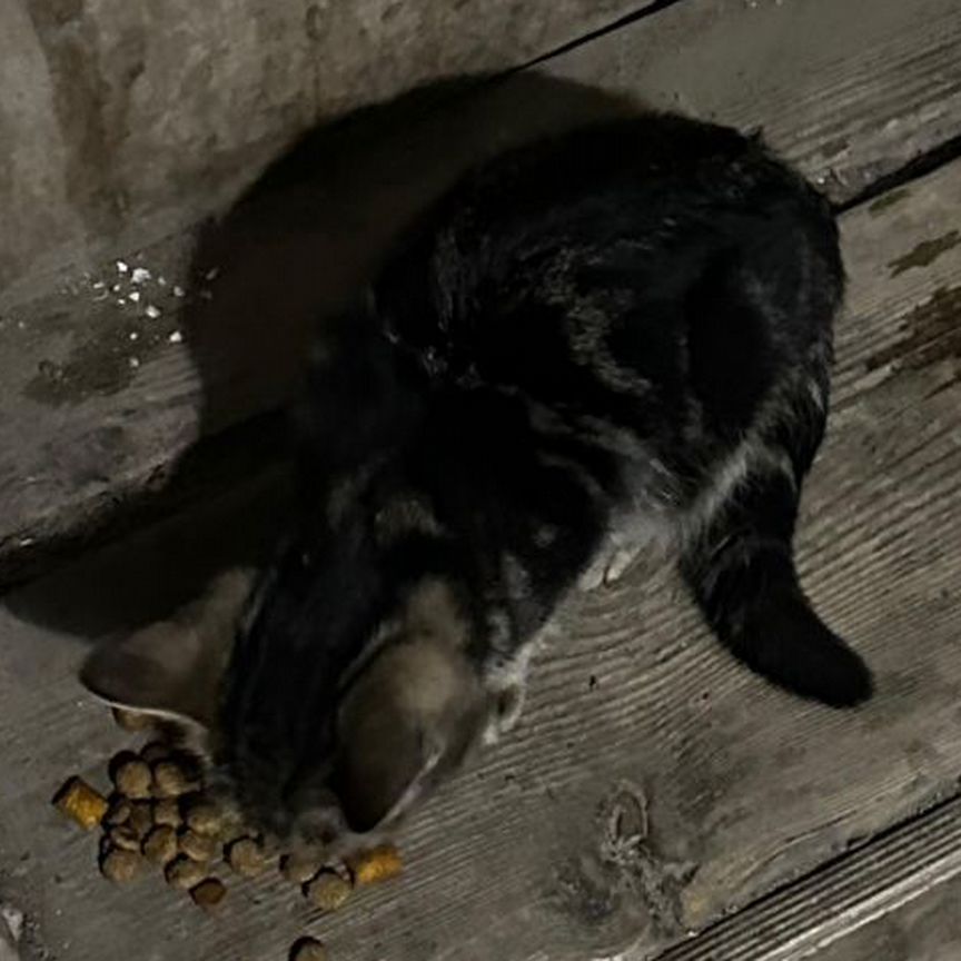 Котёнок в добрые руки