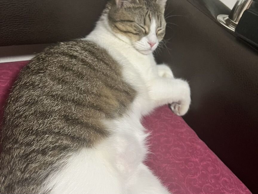 Кошка