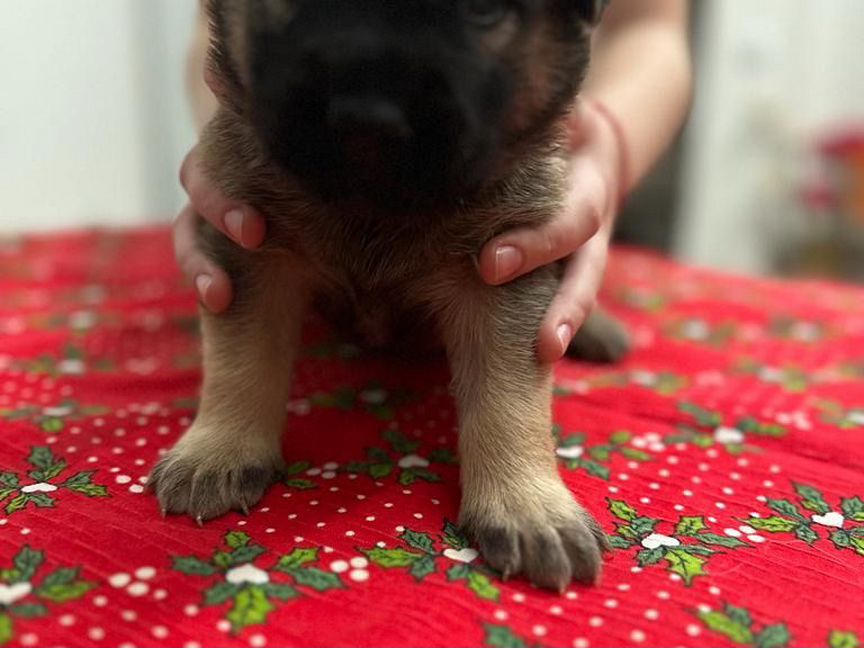 Щенки в добрые руки