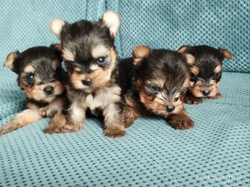 Йоркширский терьер