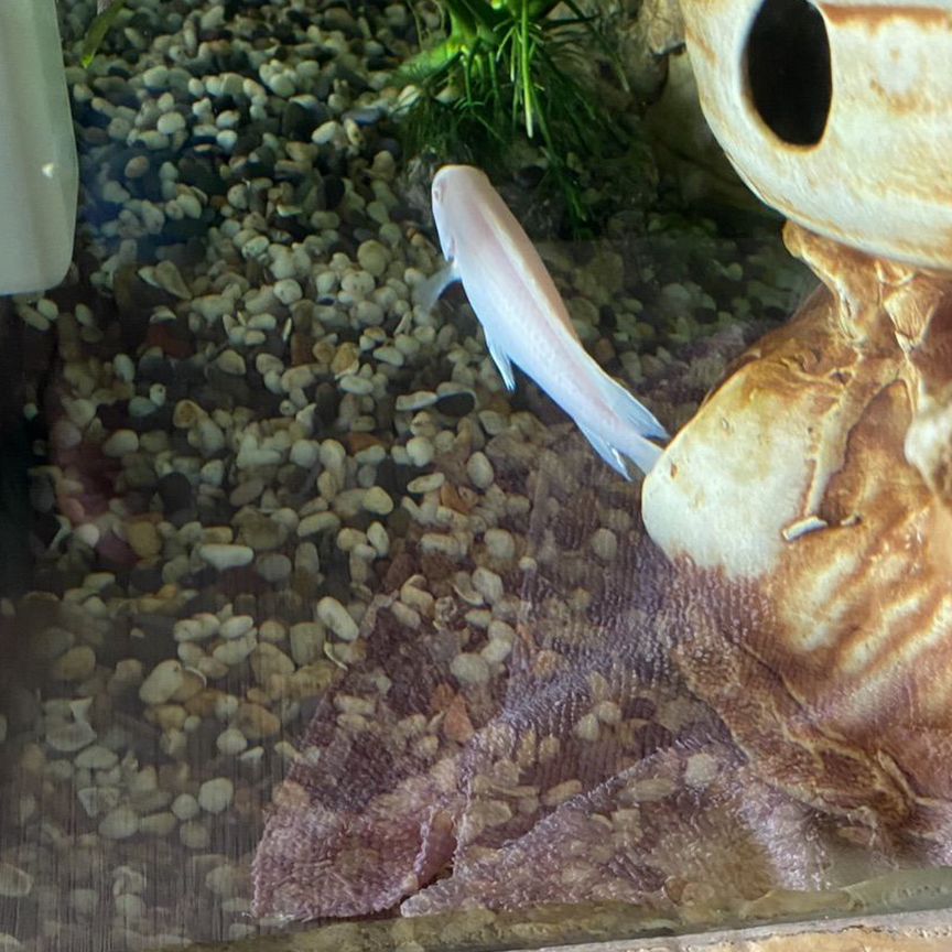 Аквариумные рыбки цихлиды