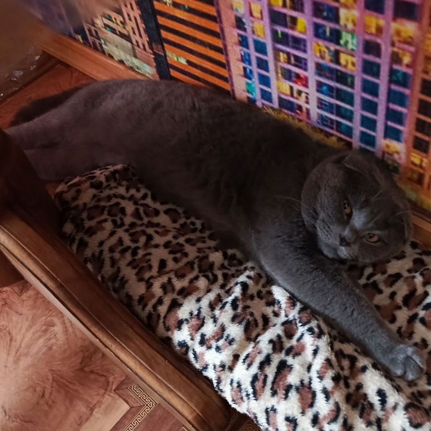 Шотландский вислоухий короткошёрстный, взрослый кот