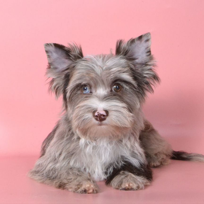 Йоркширский терьер, щенок