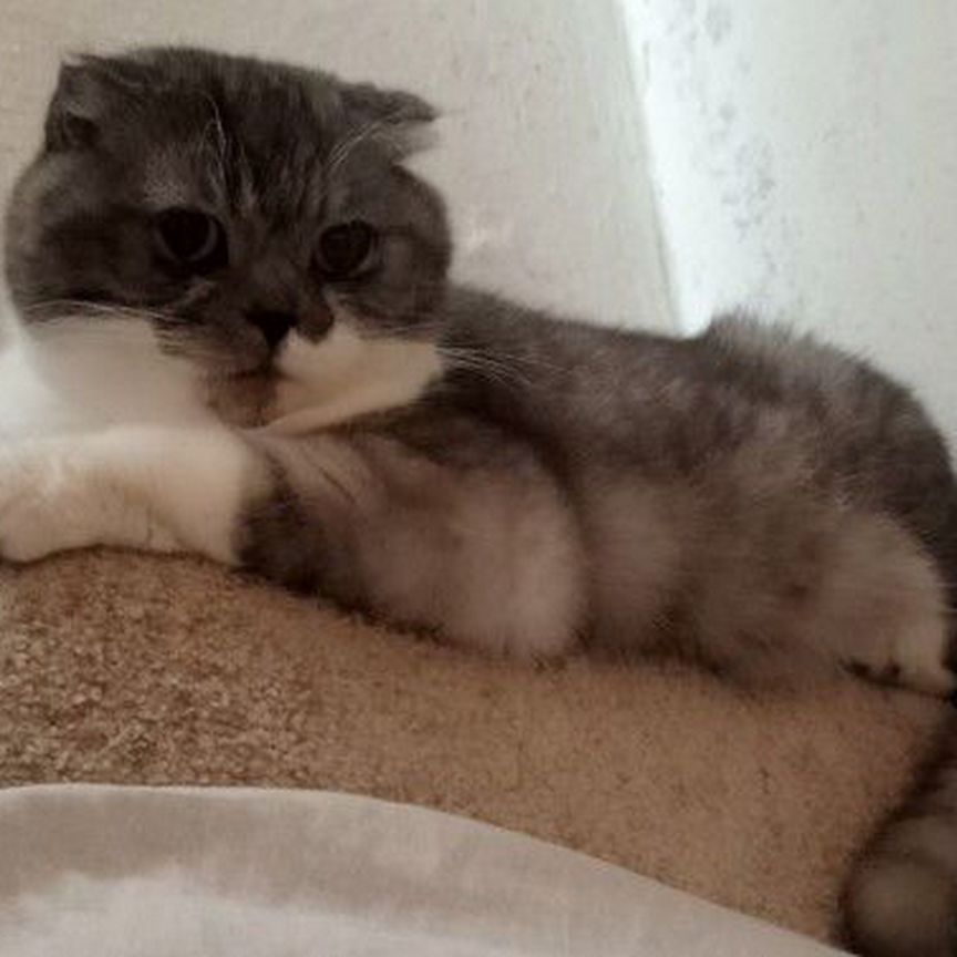 Котик шотландец, кастрированный, домашний