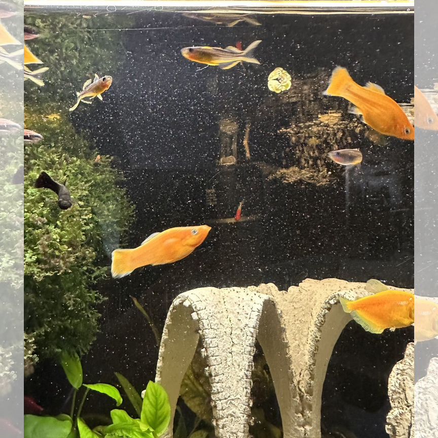 Аквариумные рыбки