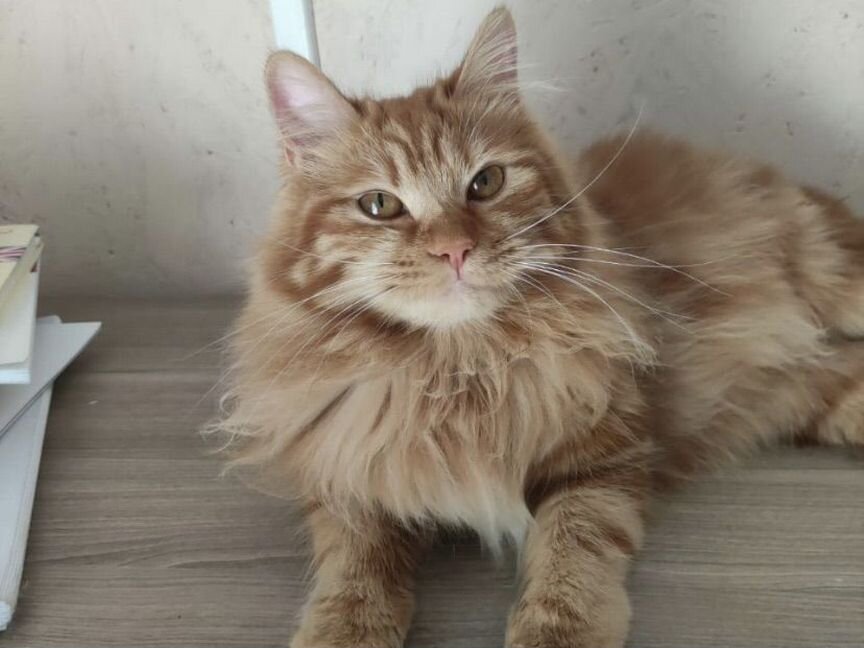 Кошка в дар курильский бобтейл