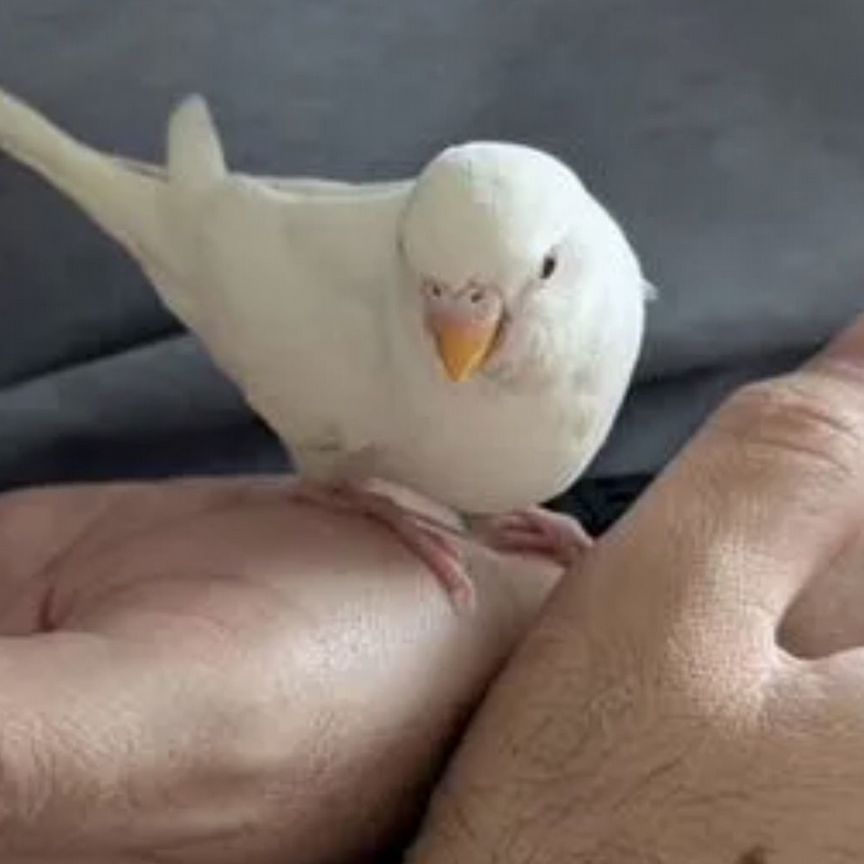 Волнистые попугайчики домашние