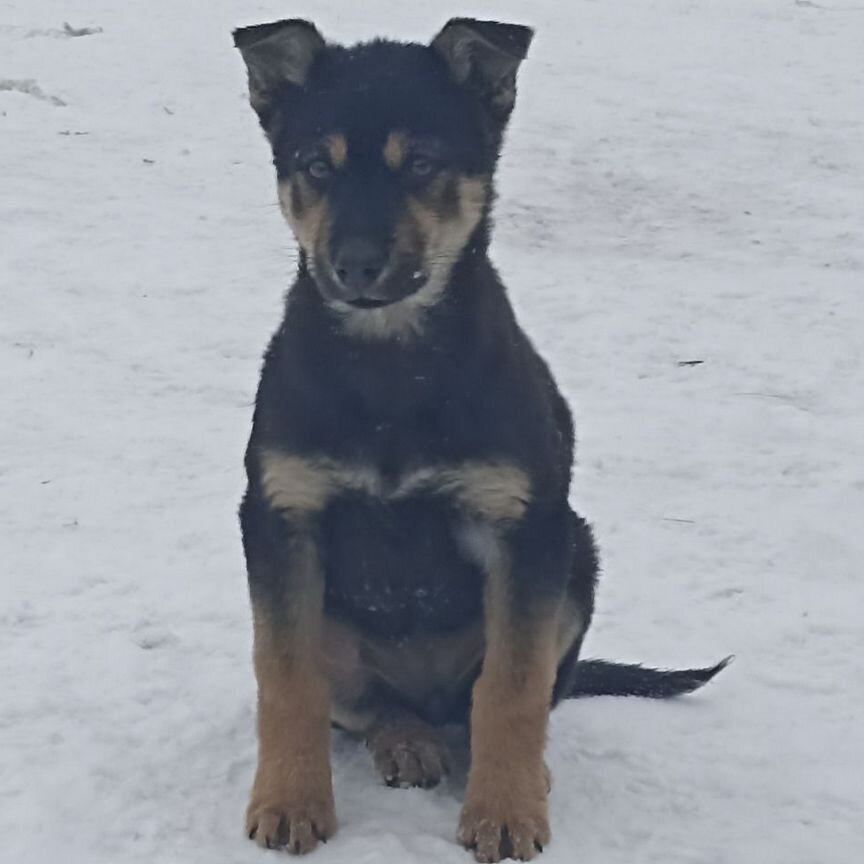 Щенок в добрые руки