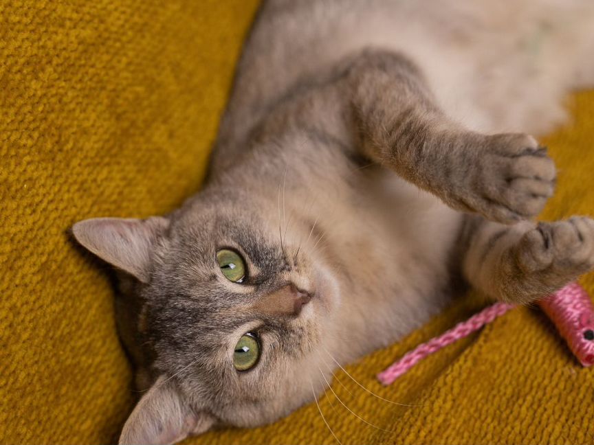 Сингапурская кошка бесплатно