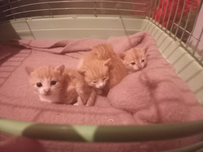 Котята в добрые руки