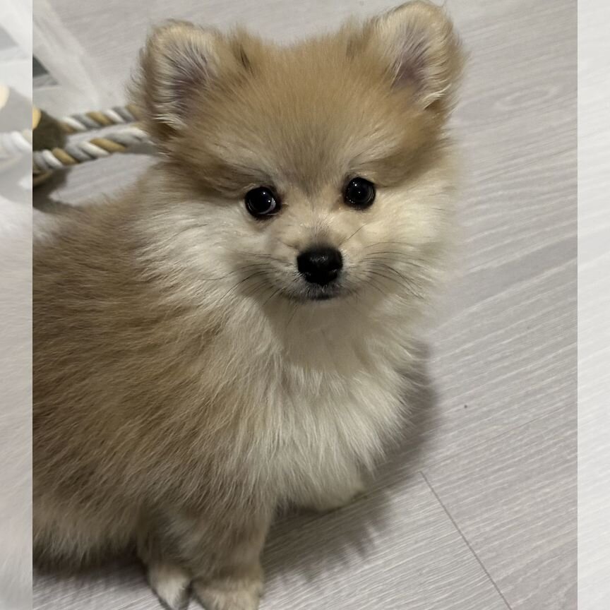 Померанский шпиц, щенок