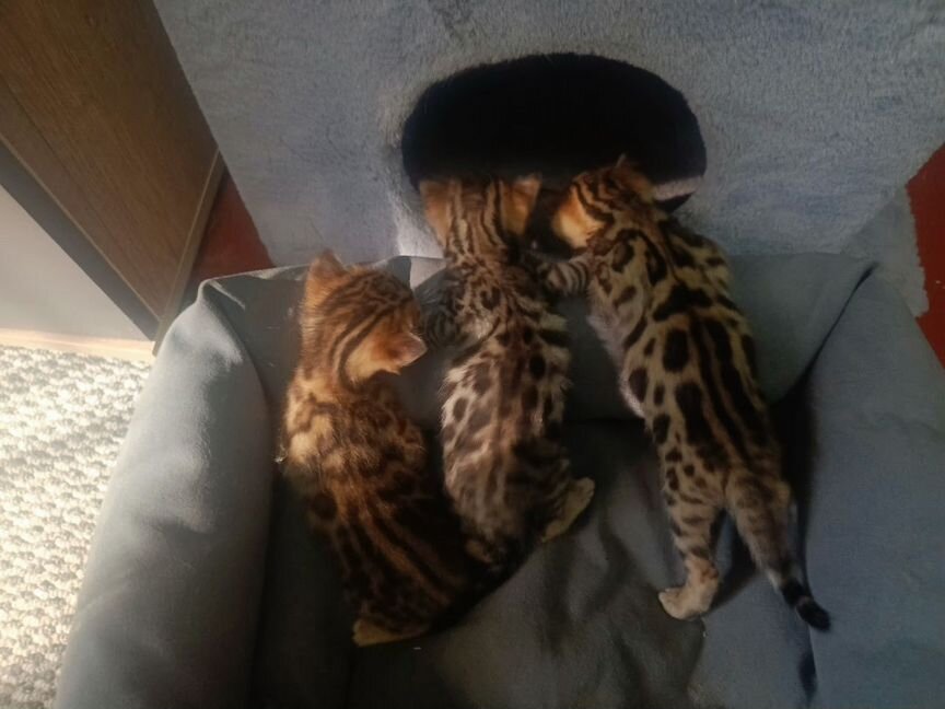 Бенгальские котята