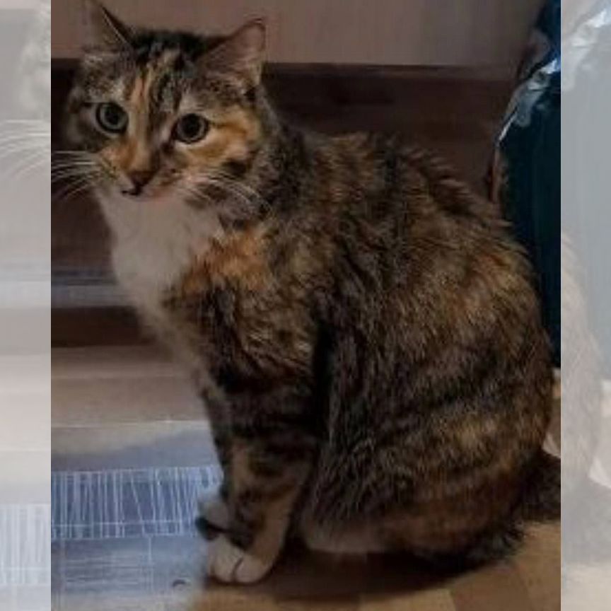 Взрослая, кошка в добрые руки