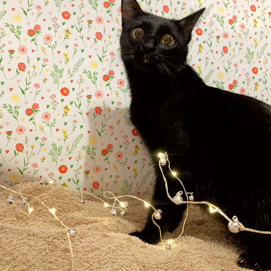 Кошка в добрые руки