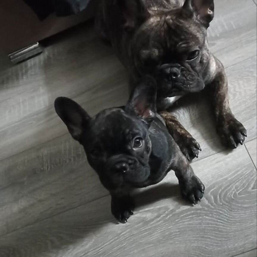 Французский бульдог девочка