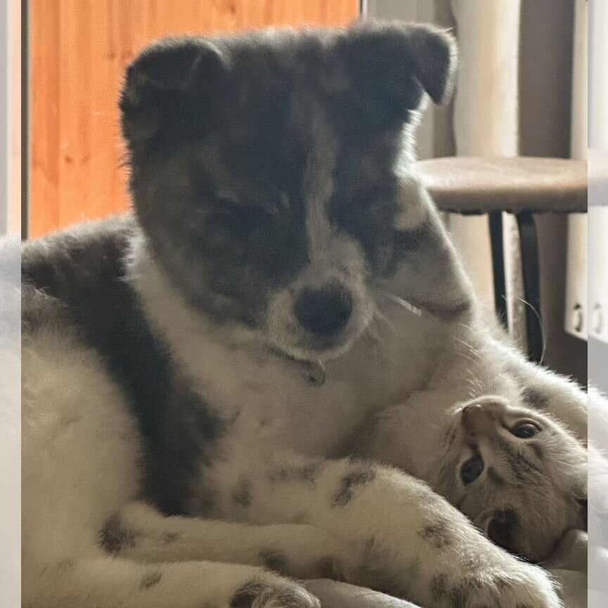 Акита-ину, щенок