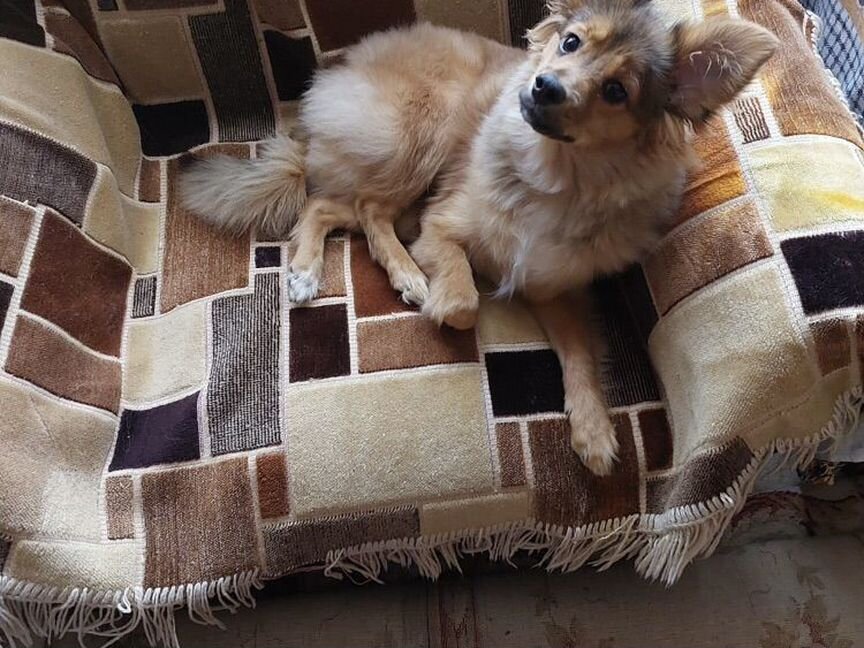 Собака не нужна хозяевам, отдам в добрые руки