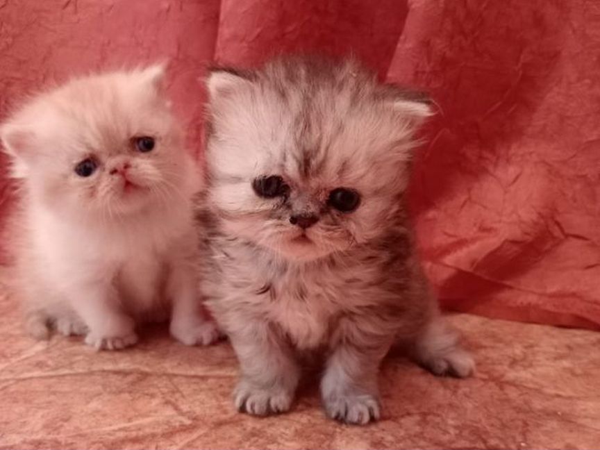 Персидские экзоты
