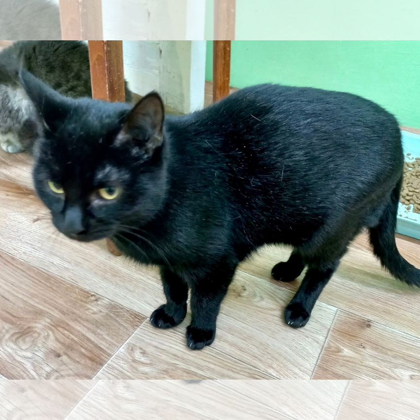 Взрослый кот в добрые руки