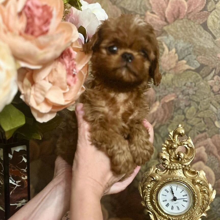 Нереальный няшка