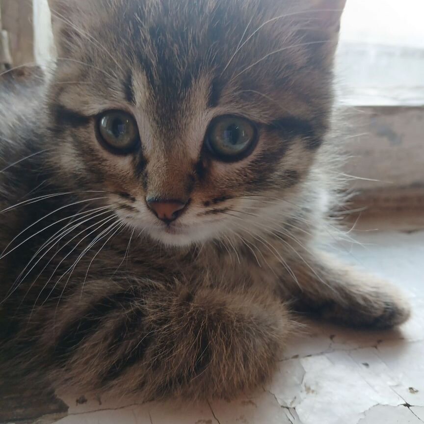 Котята порода другая