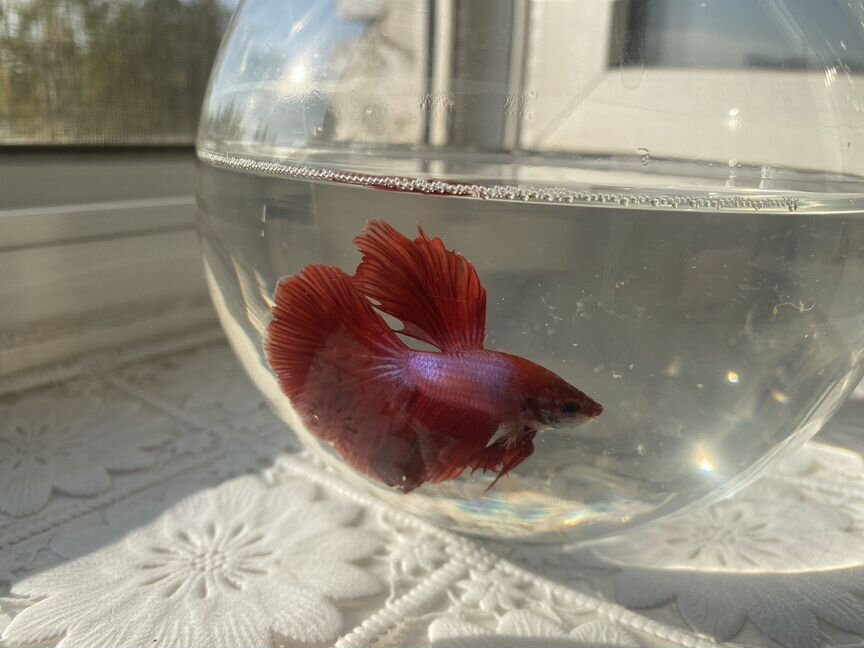 Рыба петушок