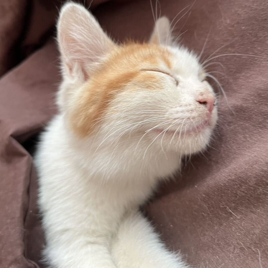 Отдам в добрые руки маленького котёнка