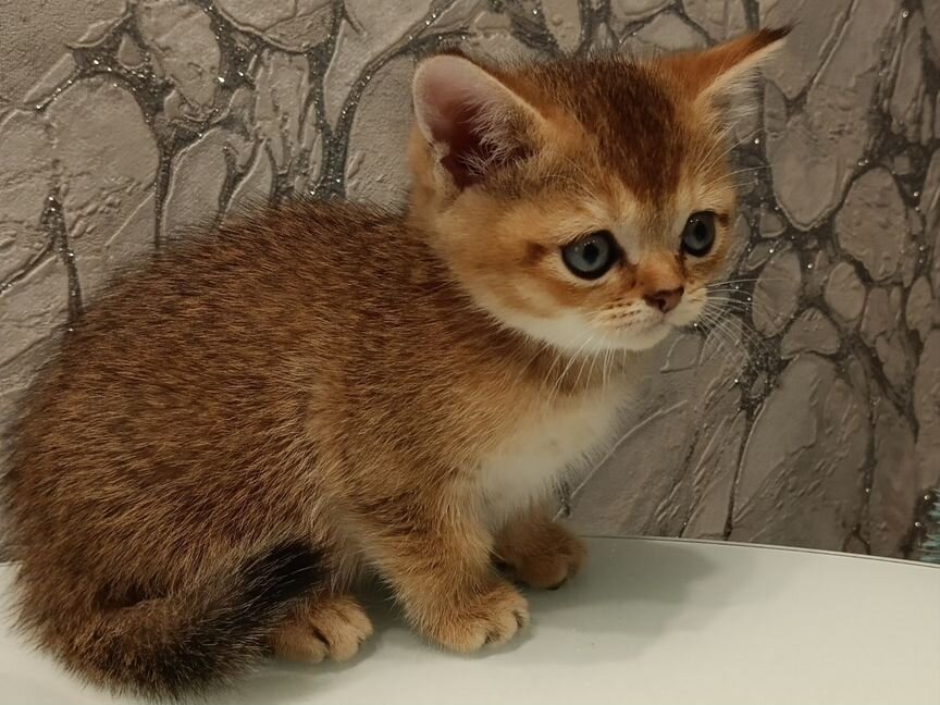 Котята золотая шиншилла