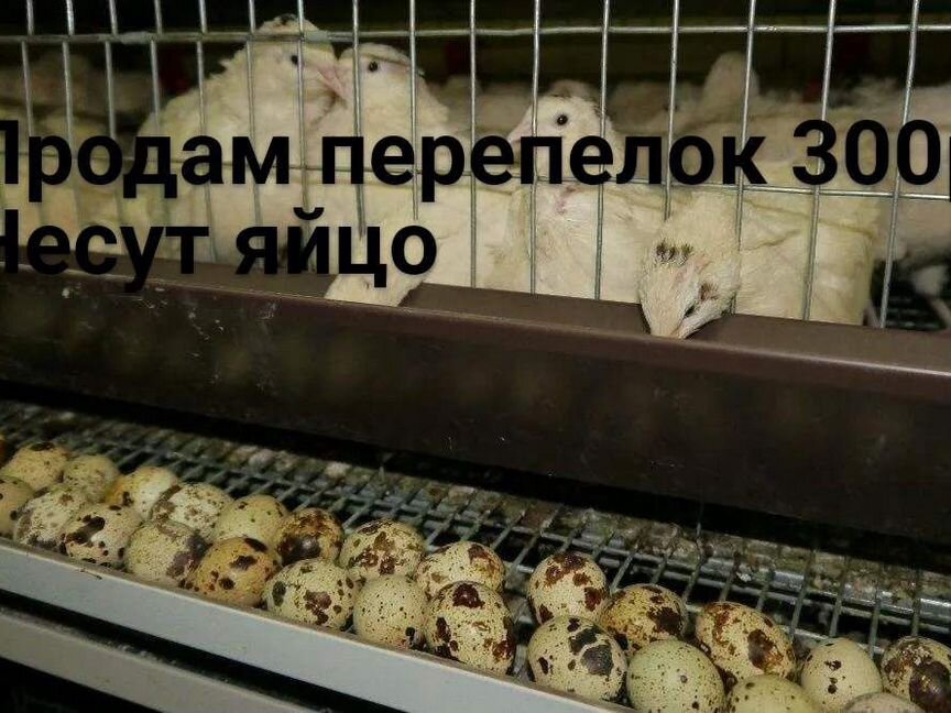 Перепелки несут яйцо