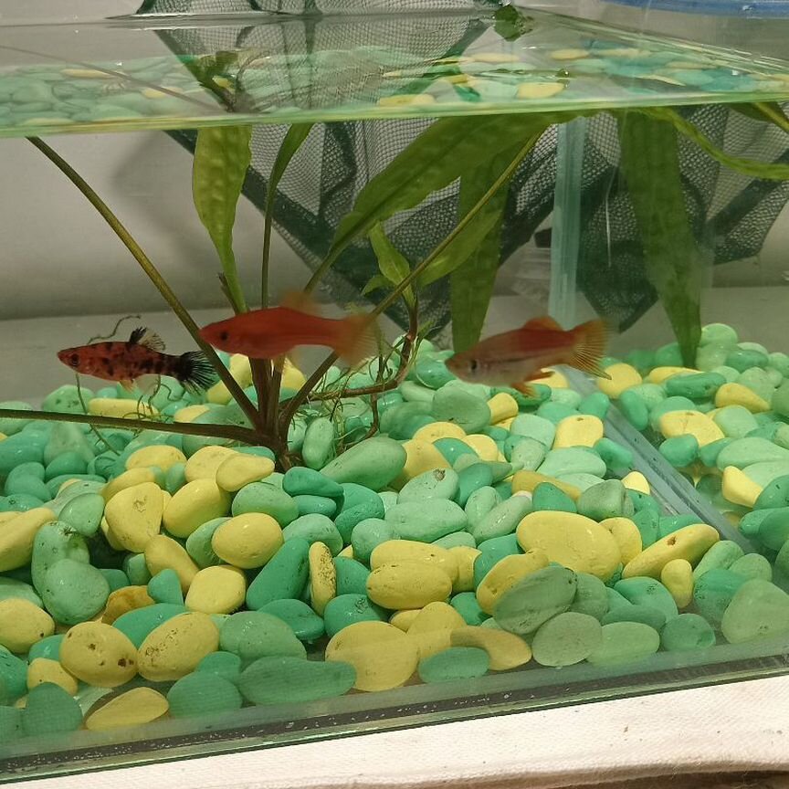 Меценосец рыбы, растения