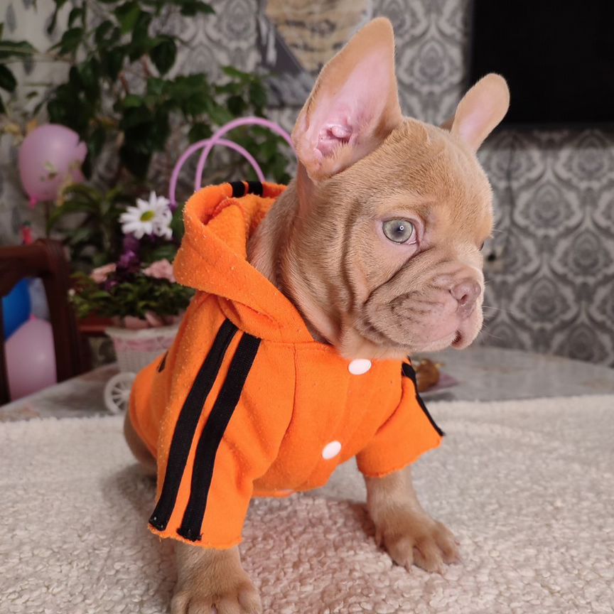 Золотой счастливчик