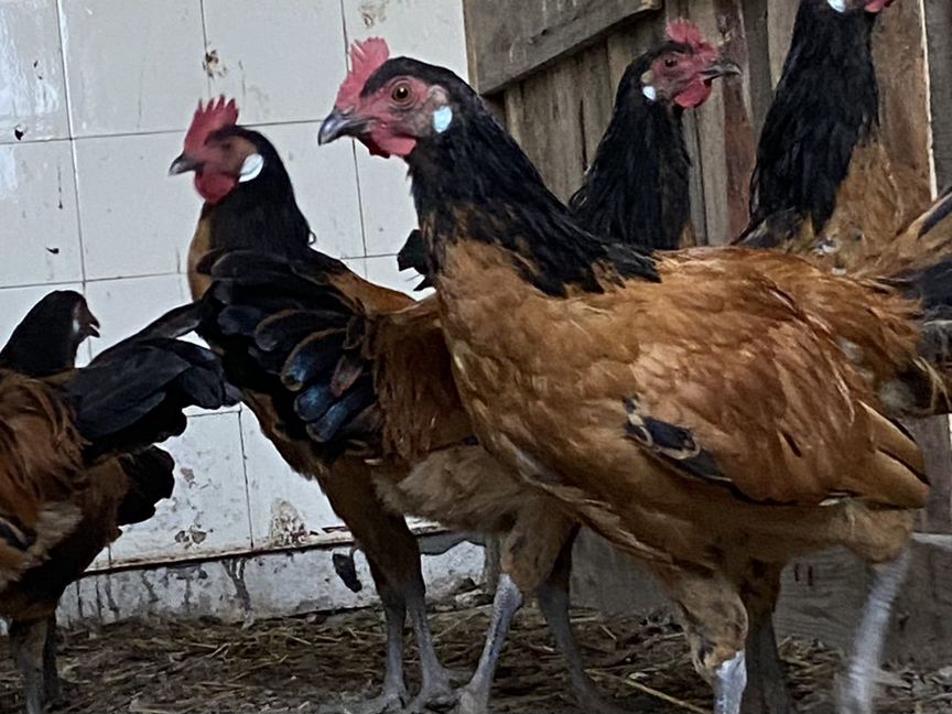 Петухи Форвейк,Орпингтон золото